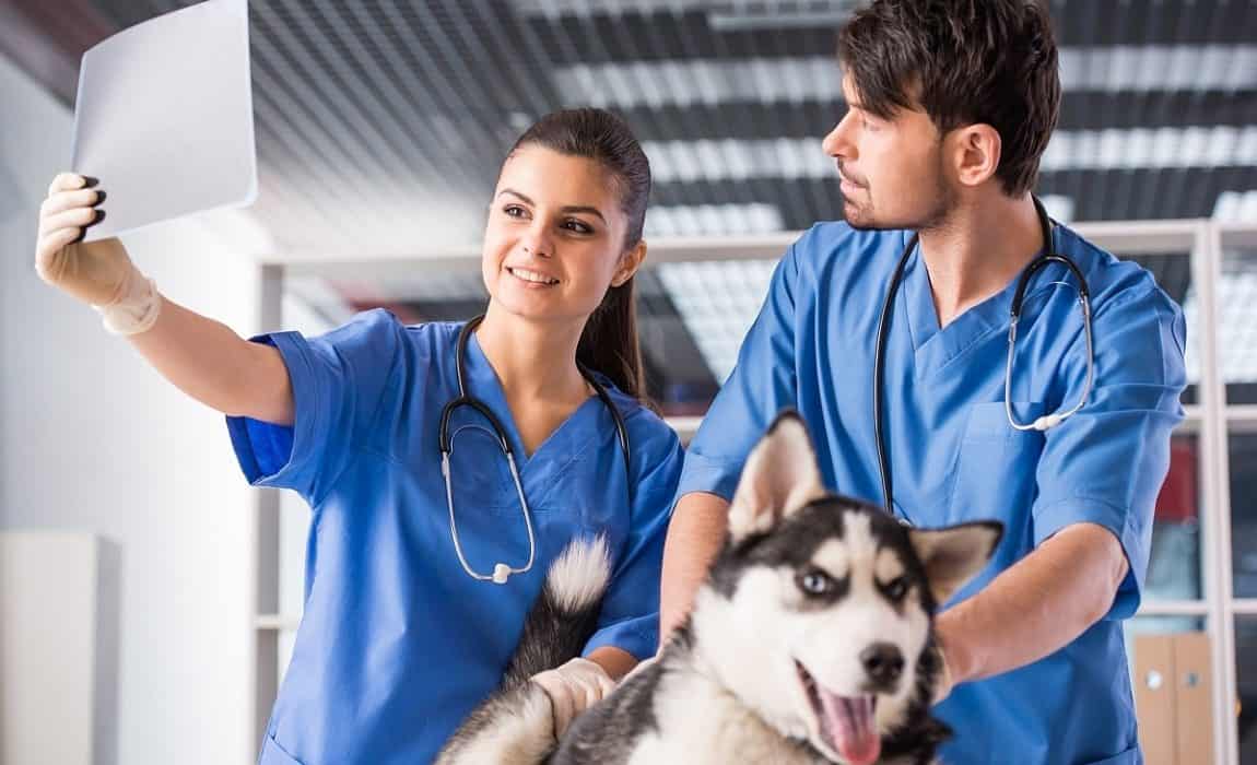 How Rural Vets Use Technology to Care for Animals | Dicom Solutions